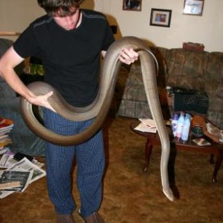 Olive Python Facts and Pictures