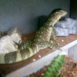 Ornate Monitor Facts and Pictures