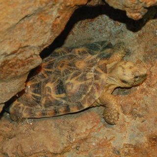 Pancake Tortoise Facts and Pictures