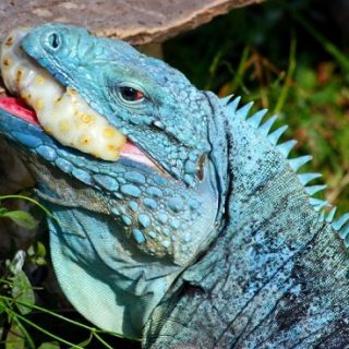 Blue Iguana Facts and Pictures