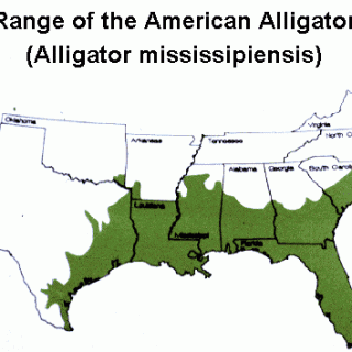 American Alligator Facts and Pictures