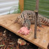 Red Tegu Facts and Pictures
