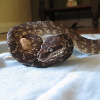 Rough Scaled Python Facts and Pictures
