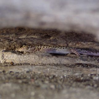 Sandstone Night Lizard Facts and Pictures