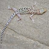 Sandstone Night Lizard Facts and Pictures
