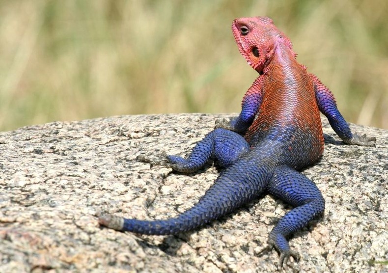 Spiderman Agama Facts And Pictures spiderman-agama-facts-and-pictures