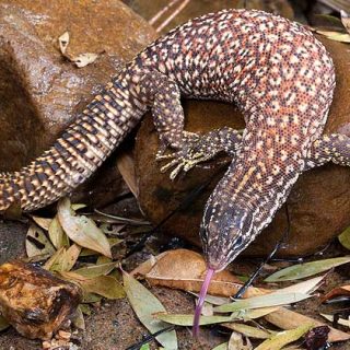 Spiny-tailed Monitor Facts and Pictures