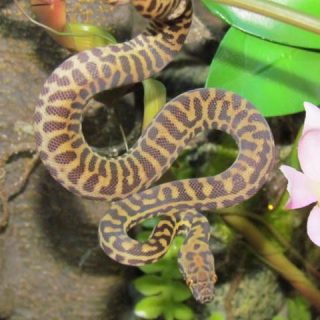 Stimson's Python Facts and Pictures