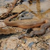 Elephant Trunk Snake Facts and Pictures