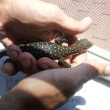 Quince Monitor Facts and Pictures