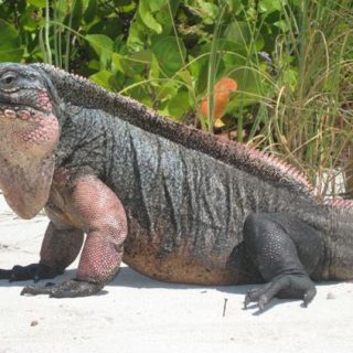Northern Bahamian Rock Iguana Facts and Pictures