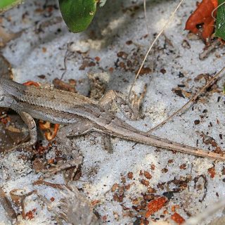 Florida Scrub Lizard Facts And Pictures