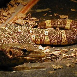Ornate Monitor Facts and Pictures