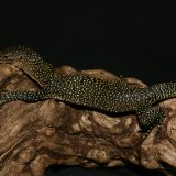Rennell Island Monitor Facts and Pictures