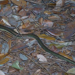 Eastern Glass Lizard Facts and Pictures
