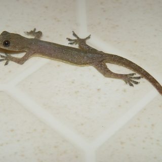 Blue Belly Lizard Facts and Pictures