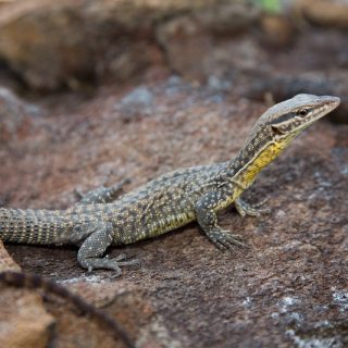Blue Belly Lizard Facts and Pictures