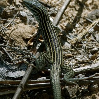 Desert Grassland Whiptail Lizard Facts and Pictures
