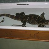 Ornate Monitor Facts and Pictures