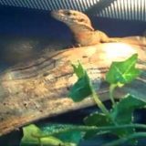 Peacock Monitor Facts and Pictures