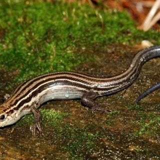 Prairie Skink Facts and Pictures