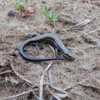 Prairie Skink Facts and Pictures