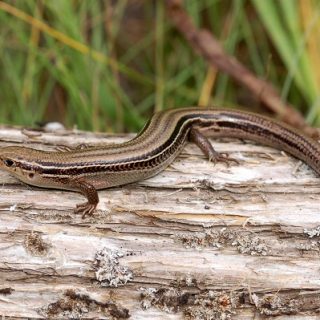 Prairie Skink Facts and Pictures