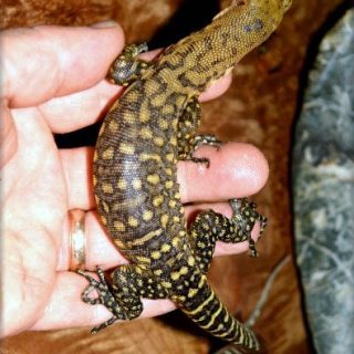 Quince Monitor Facts and Pictures