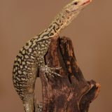Quince Monitor Facts and Pictures