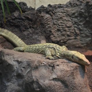 Quince Monitor Facts and Pictures