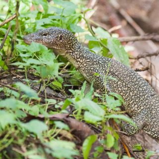 Rennell Island Monitor Facts and Pictures