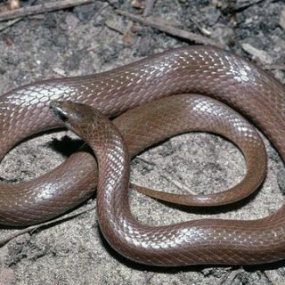 Smooth Earth Snake Facts and Pictures