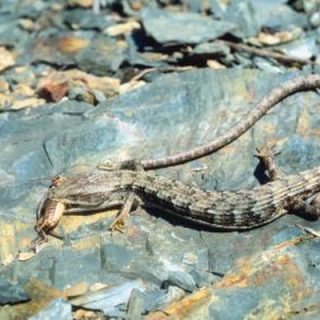 Texas Alligator Lizard Facts and Pictures