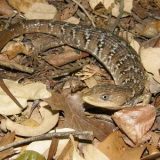 Texas Alligator Lizard Facts and Pictures