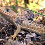 Texas Alligator Lizard Facts and Pictures