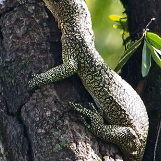 Rennell Island Monitor Facts and Pictures