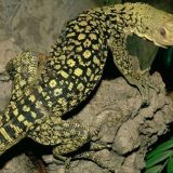 Quince Monitor Facts and Pictures