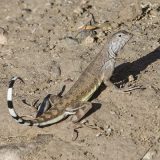 Blue Belly Lizard Facts and Pictures