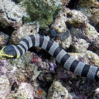 Black-banded Sea Krait Facts and Pictures