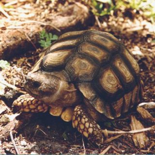 Chaco Tortoise Facts and Pictures