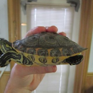 Nicaraguan Slider Facts and Pictures