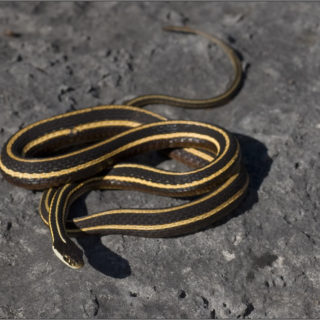Philippine Cobra Facts and Pictures
