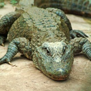 Chinese Alligator Facts and Pictures