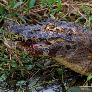Yacare Caiman Facts and Pictures