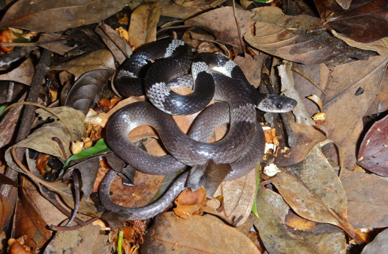 Snakes: Facts and List of Types With Pictures - Reptile Fact