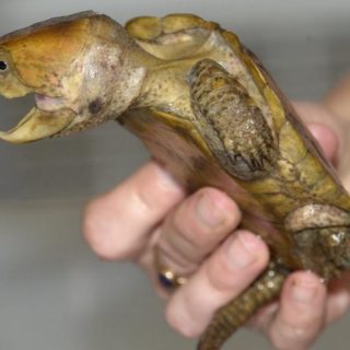 Big-headed Turtle Facts and Pictures