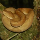 Golden Lancehead Viper Facts and Pictures