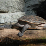 Brazilian Snake Necked Turtle Facts and Pictures