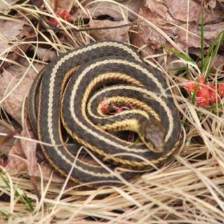 Checkered Garter Snake Facts and Pictures