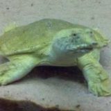 Chinese Softshell Turtle Facts and Pictures